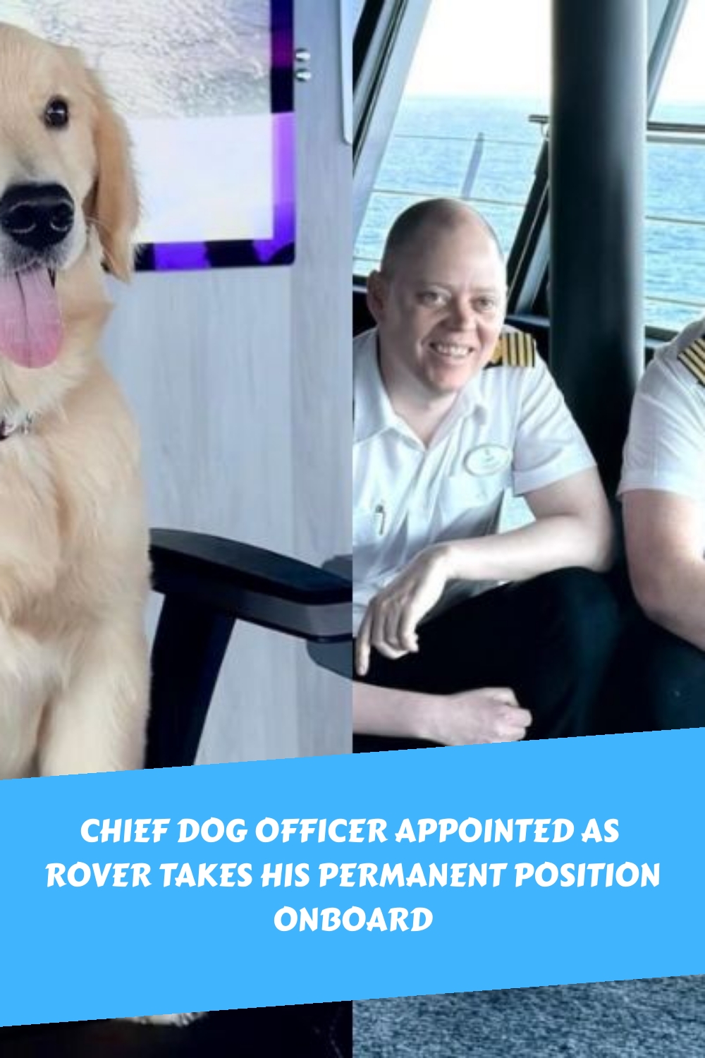 Descubre cómo Rover se convirtió en el jefe de la oficina de perros a ...